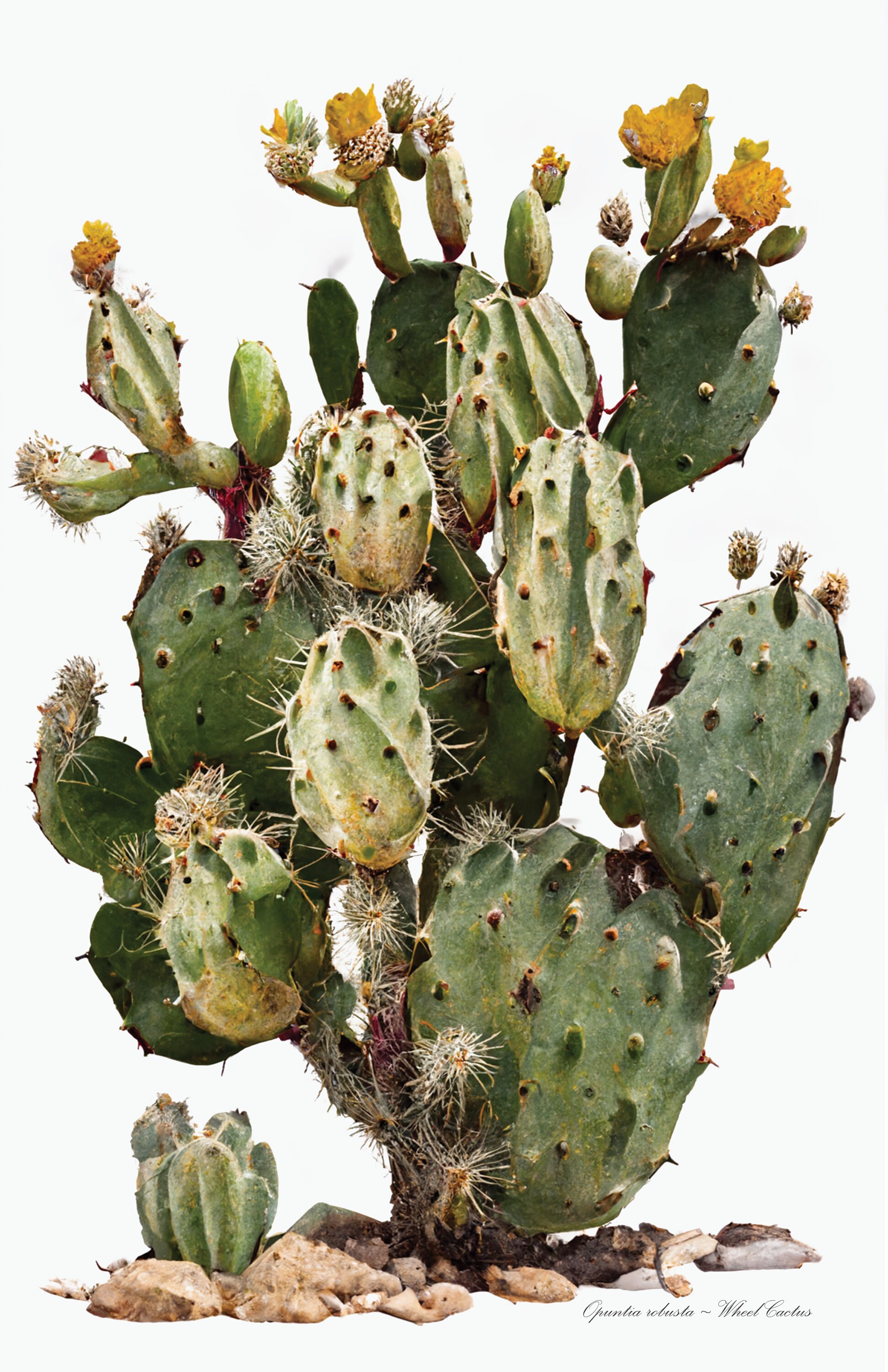Opuntia Robusta Wheel Cactus Poster Digital Download - Etsy