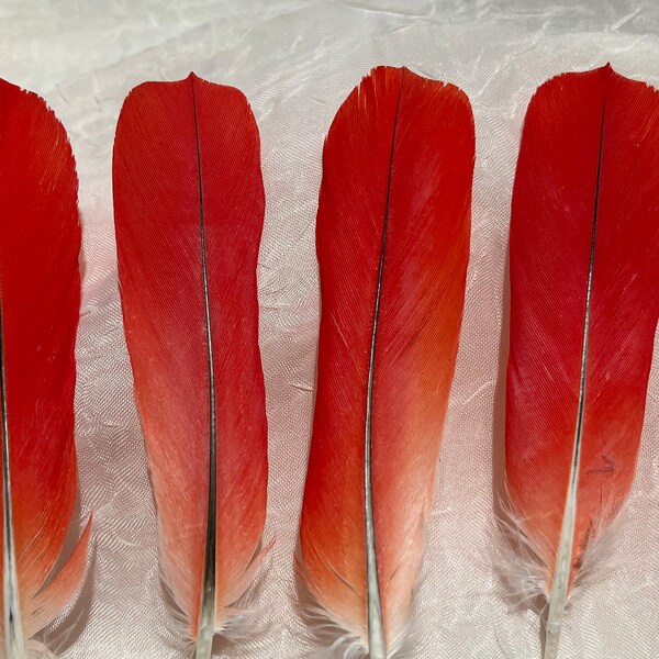 Red Feathers - Etsy