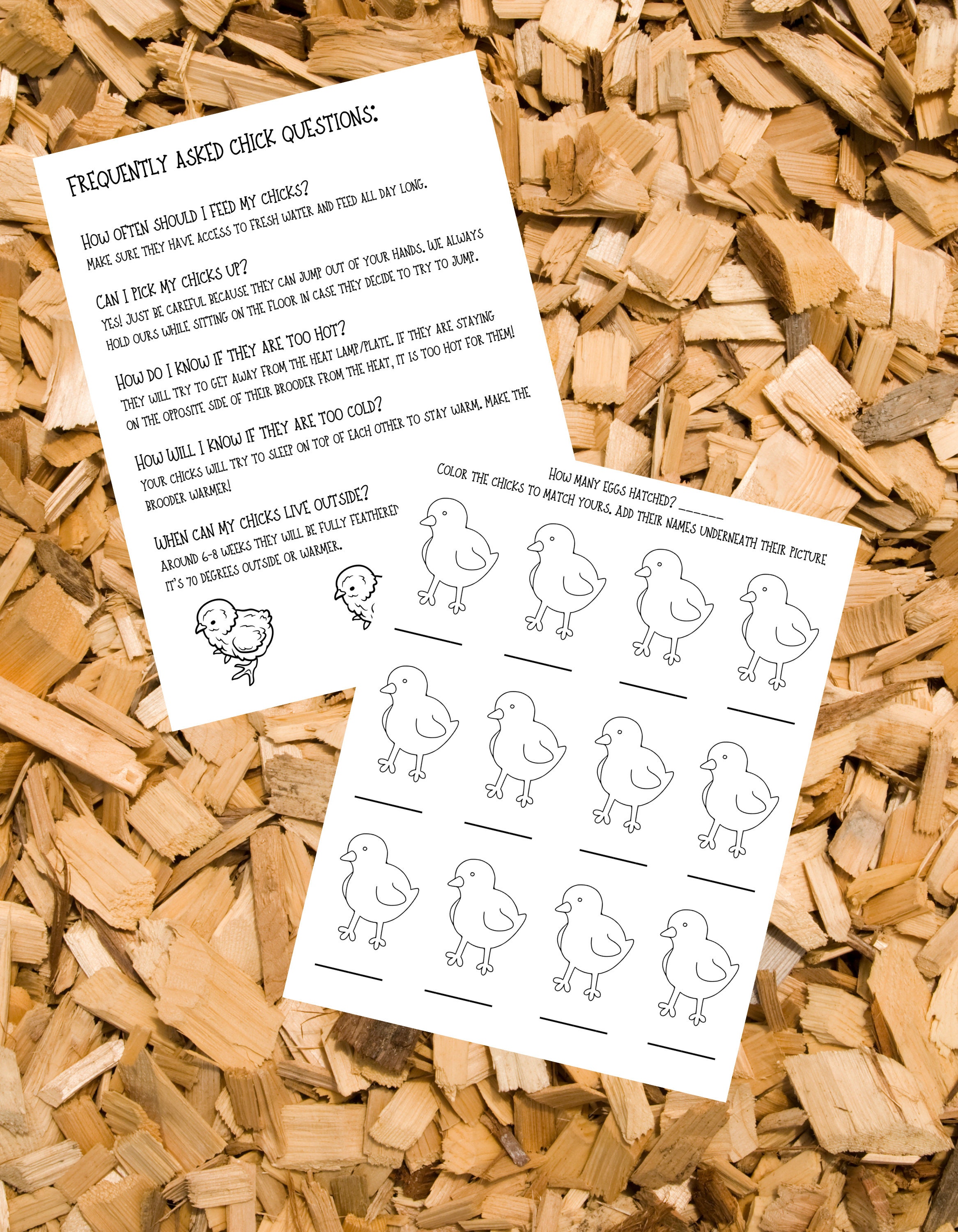 Chicken Egg Hatching Activity Journal for Kids - Etsy