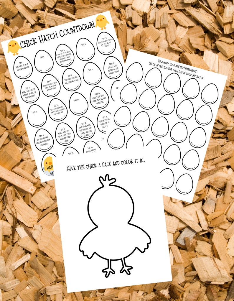 Chicken Egg Hatching Activity Journal for Kids - Etsy