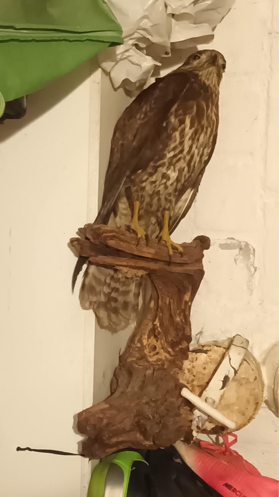 Common Buzzard - Etsy