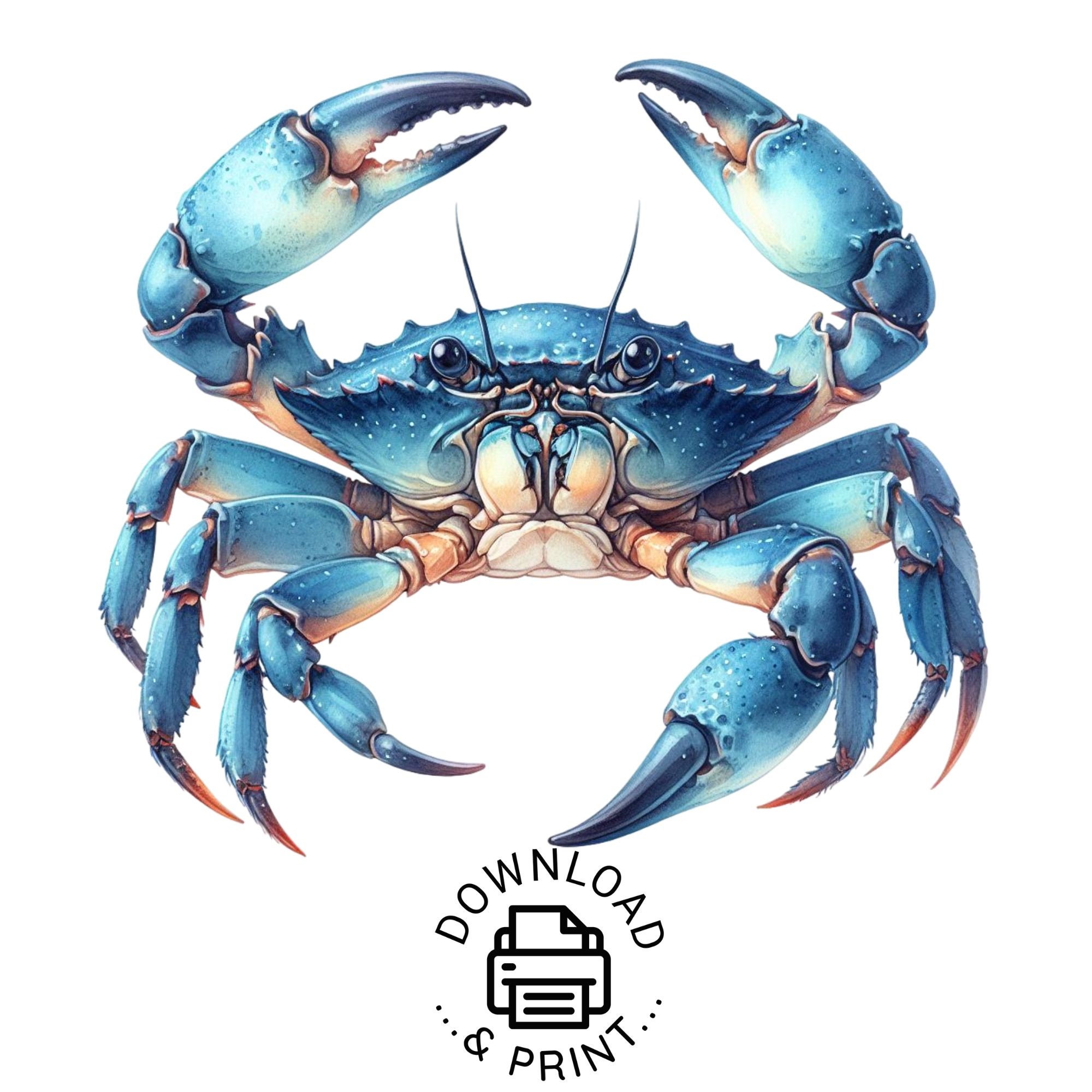 Blue Crab Png, Clip Art Png, Ocean Lover, Crab Shirt, Summer Png ...