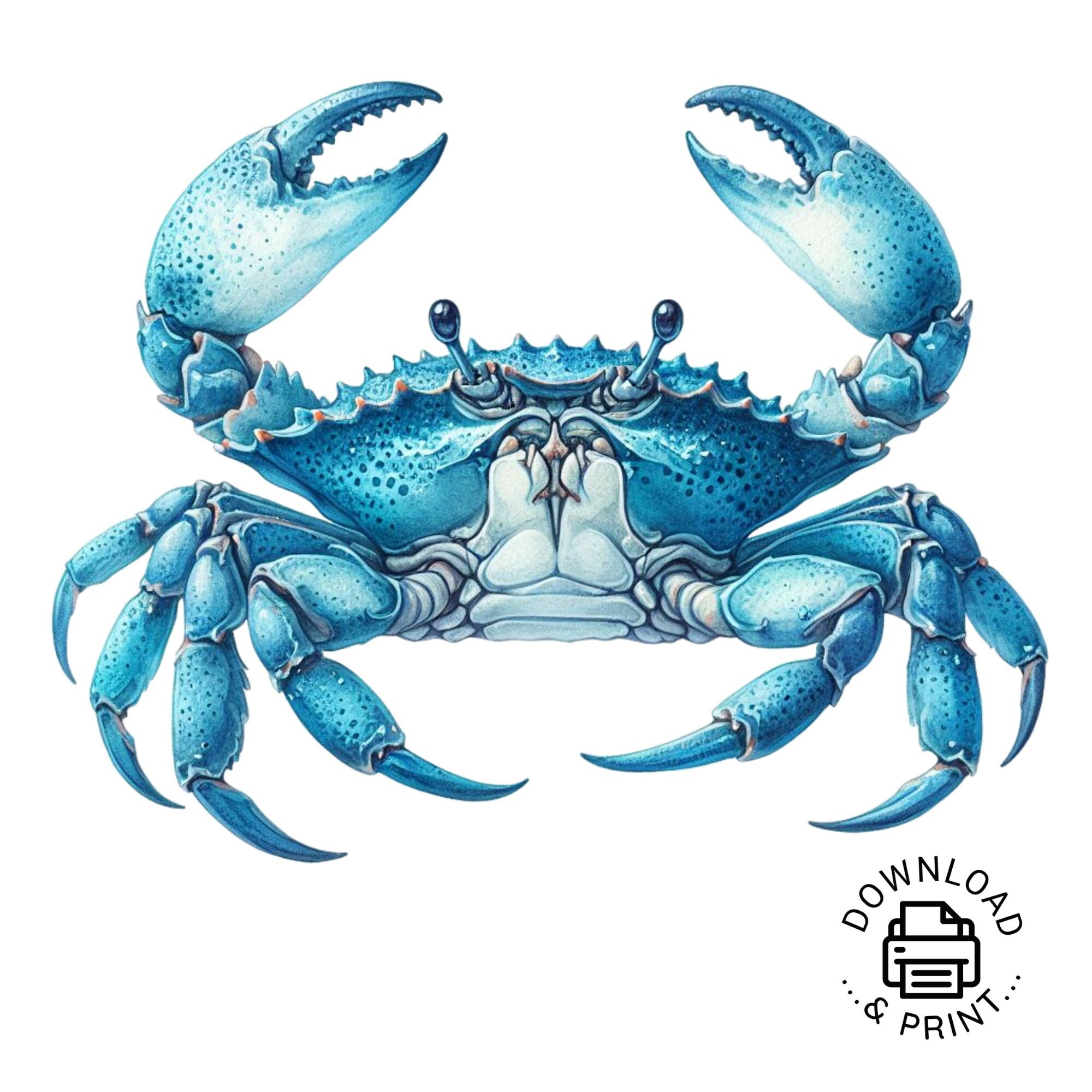 Blue Crab Png, Clip Art Png, Ocean Lover, Crab Shirt, Summer Png ...