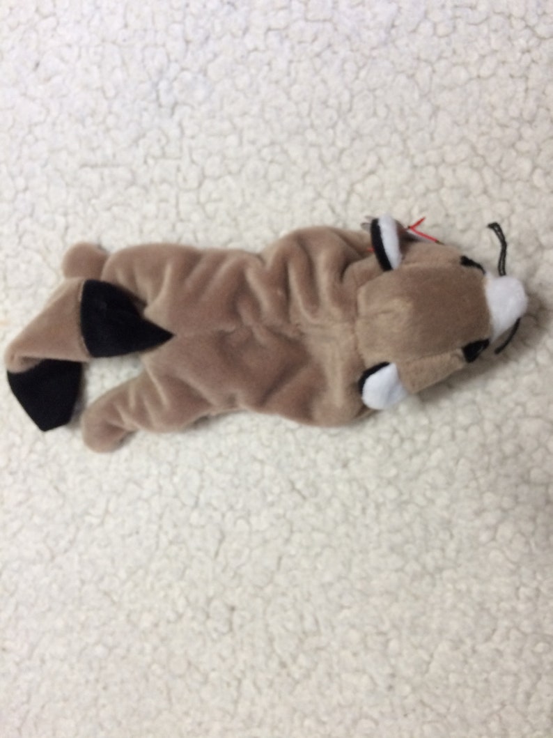 EXTREMELY RARE RINGO the Racoon Beanie Baby, Multiple Tag Errors, P.V.C ...