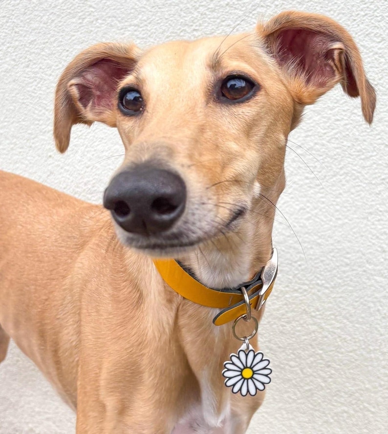 Daisy Pet ID Tag: 3D Printed Flower Dog/cat Tag - Etsy