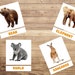 Forest Animals Flashcards, Educational Printable Cards, Flash Cards ...