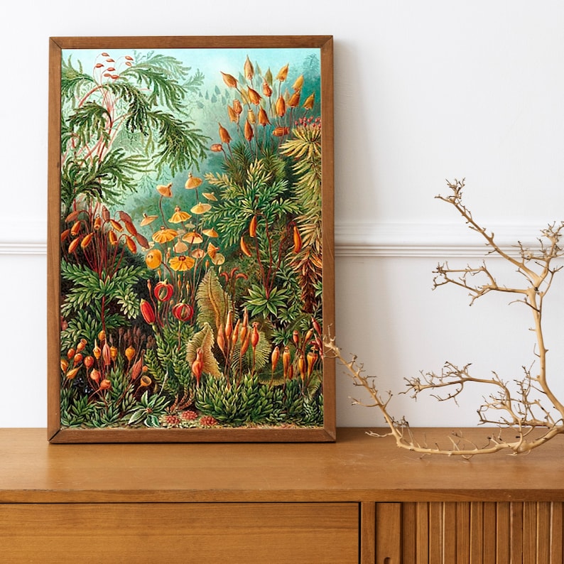 Ernst Haeckel Art Forms in Nature Vintage Poster Muscinae Mushroom ...