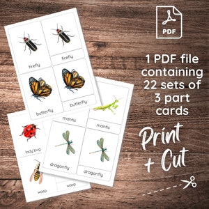 Insects Nomenclature Cards Set of 22, Montessori 3 Part Cards, Bugs ...
