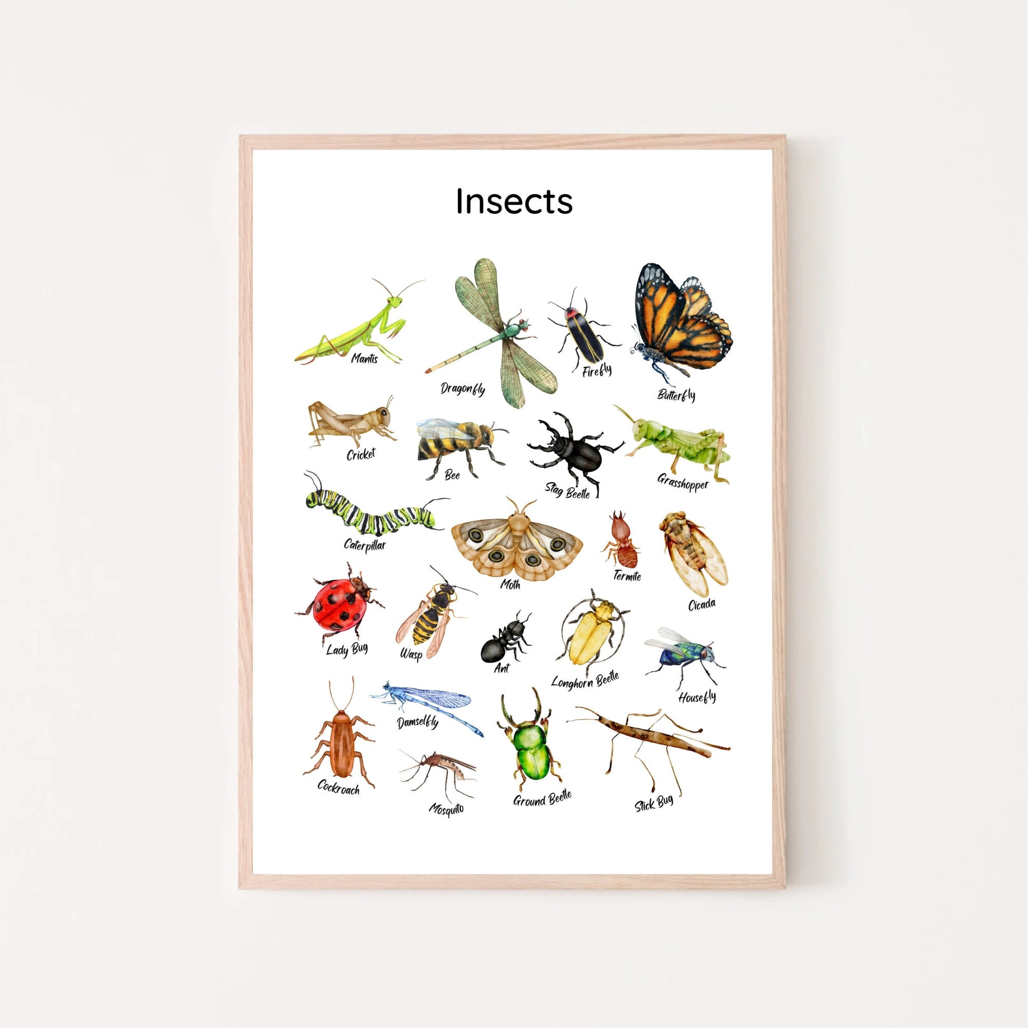 Insects Educational Posters, Montessori Homeschool Classroom Decor ...