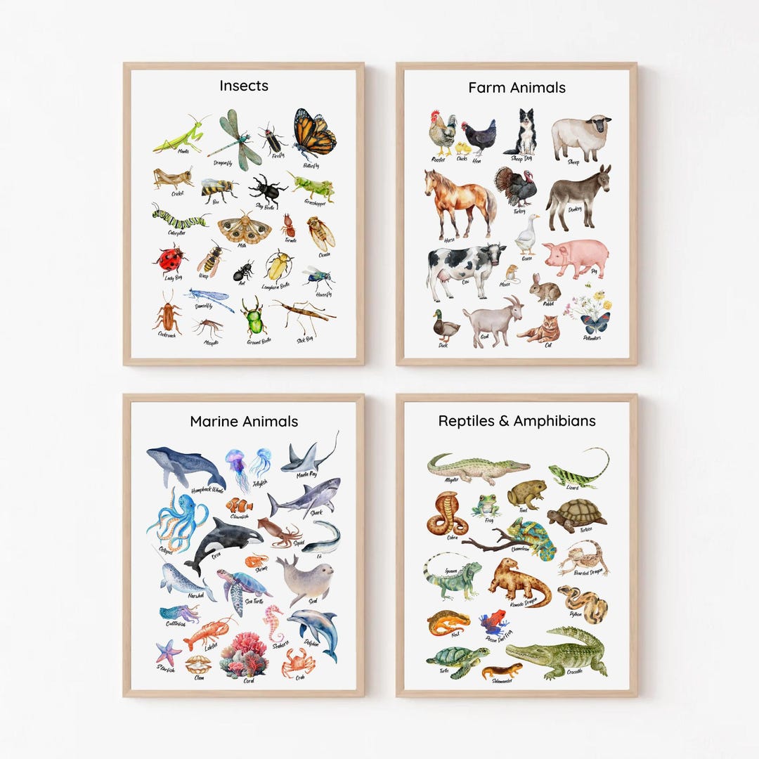 Set of 4 Animals Educational Posters Insects Farm Marine Ocean Reptiles ...