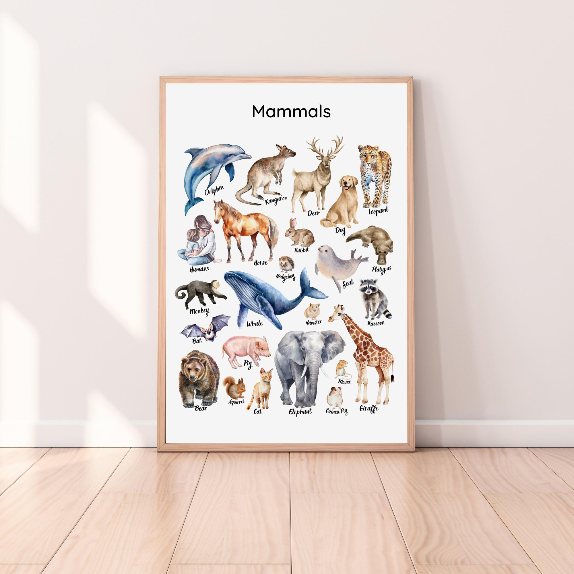 Mammals Educational Poster Animal Chart Montessori Classroom Decor ...