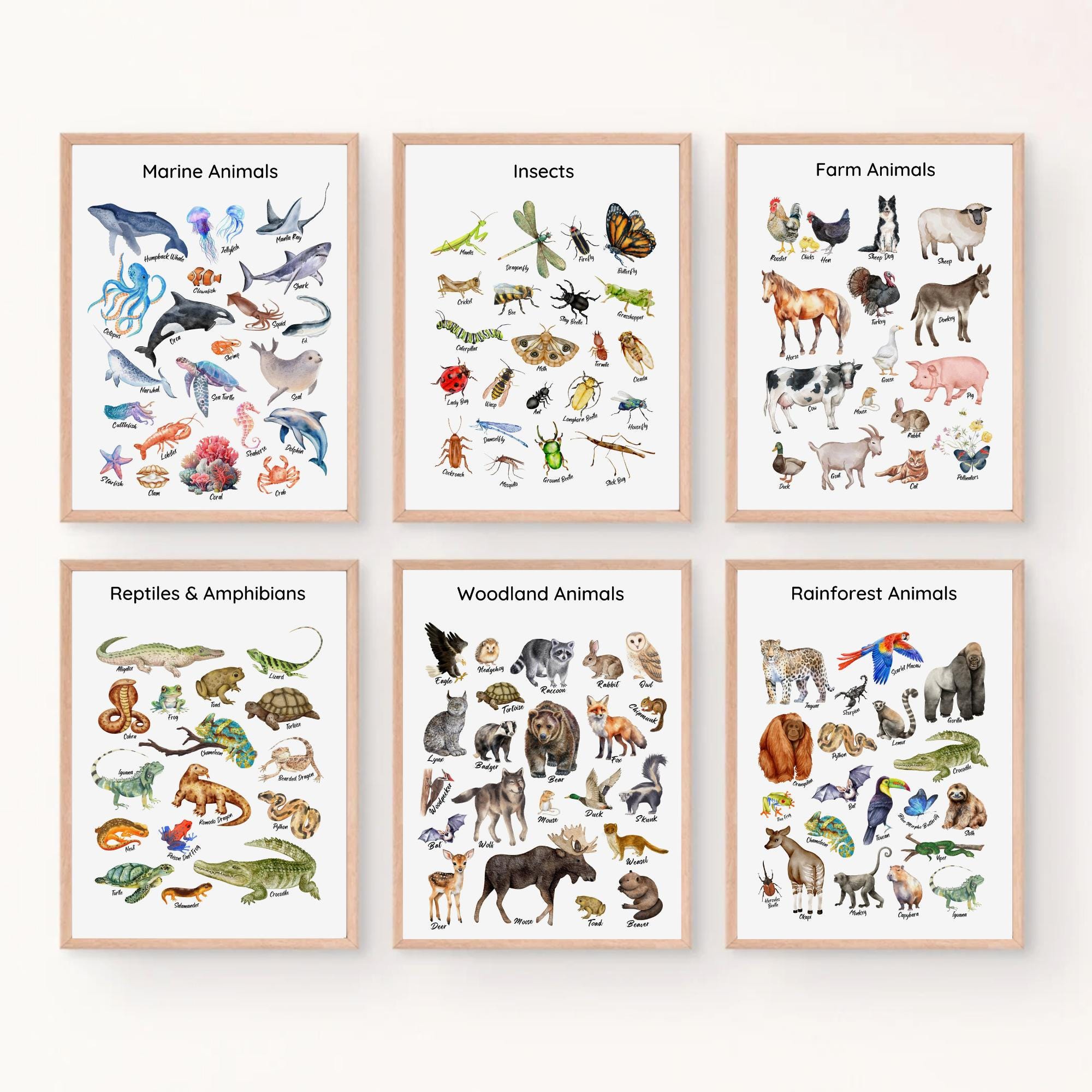 Set of 6 Animals Educational Posters Insects Farm Rainforest Woodland ...
