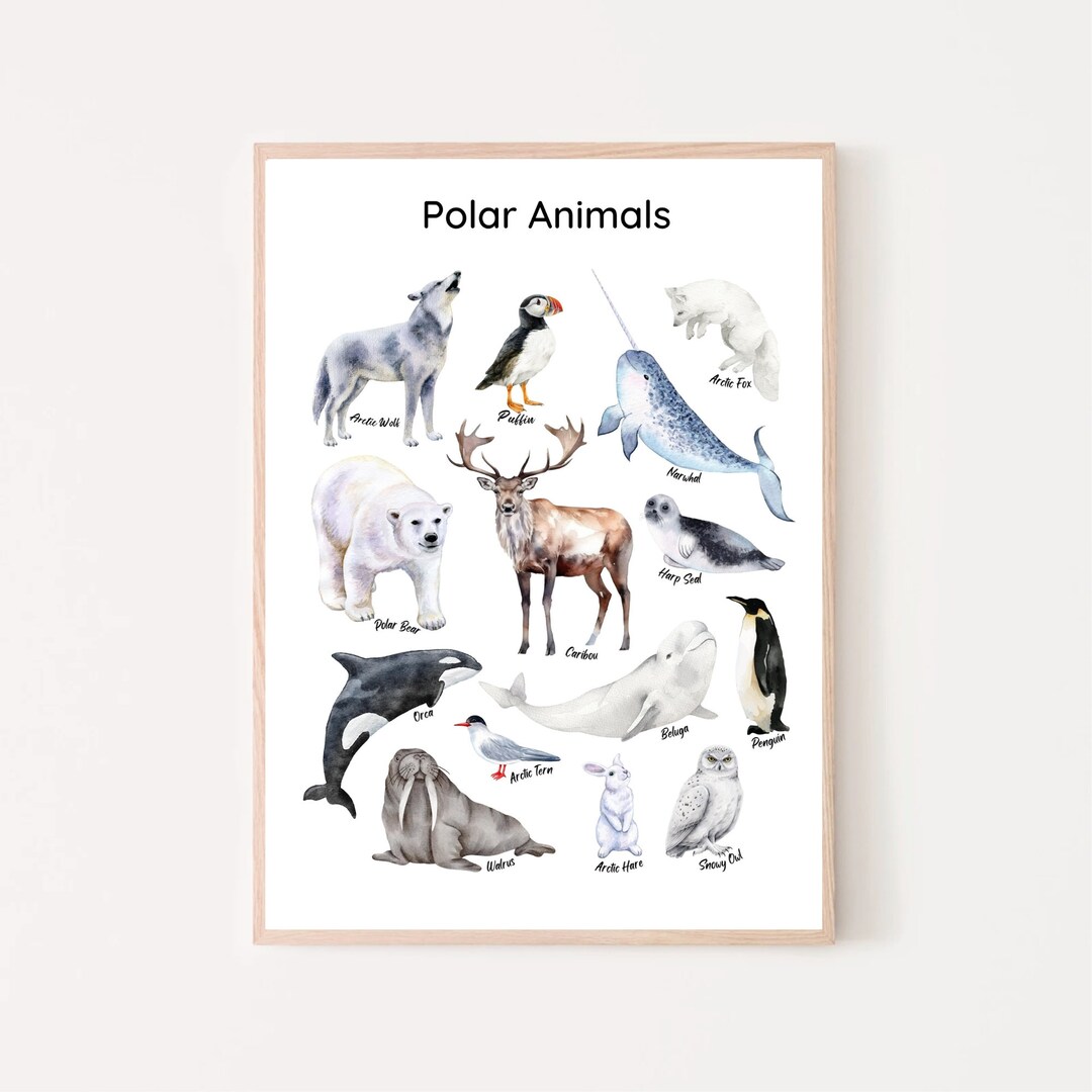 Polar Animals Educational Poster Arctic Tundra Animals Montessori ...