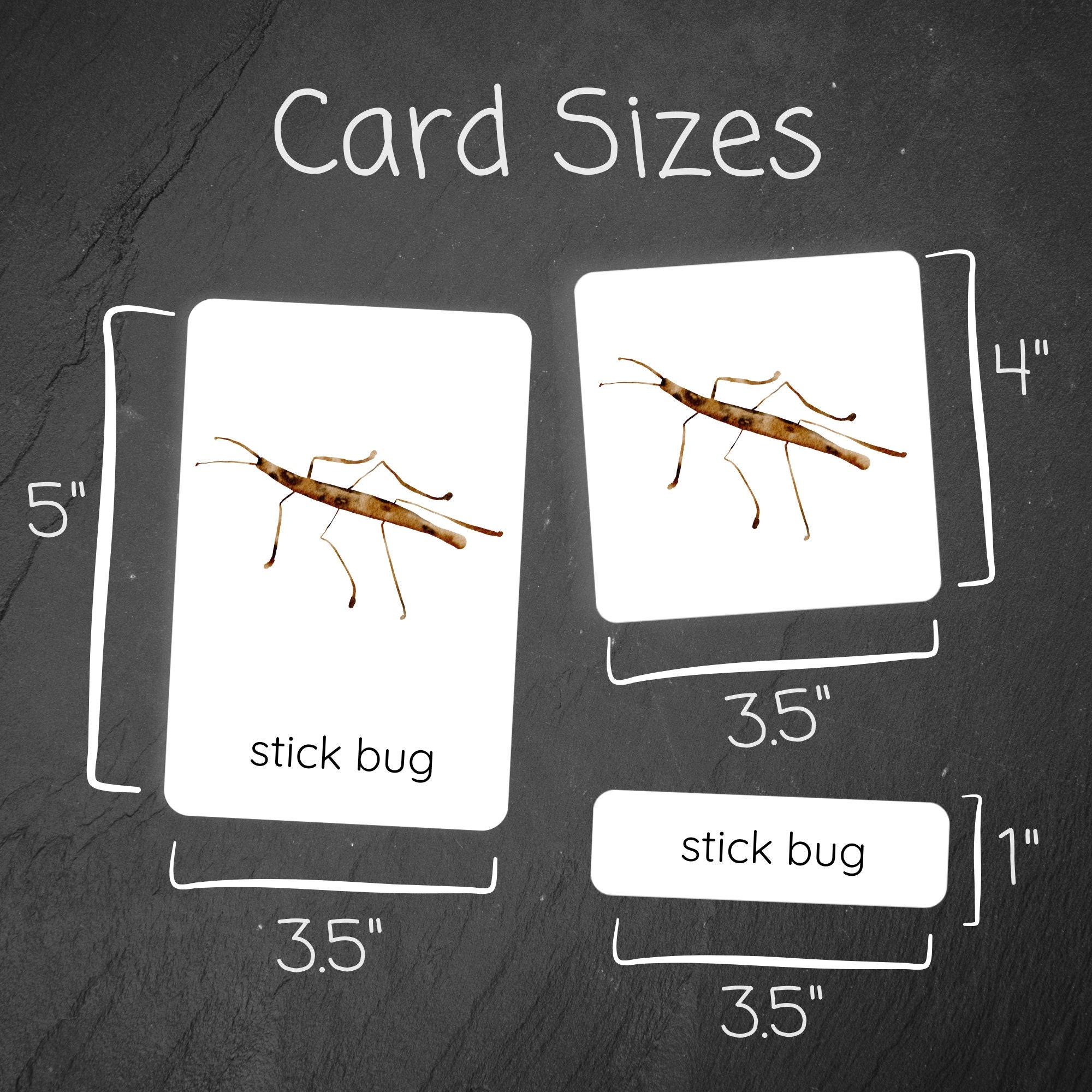 Insects Nomenclature Cards Set of 22, Montessori 3 Part Cards, Bugs ...