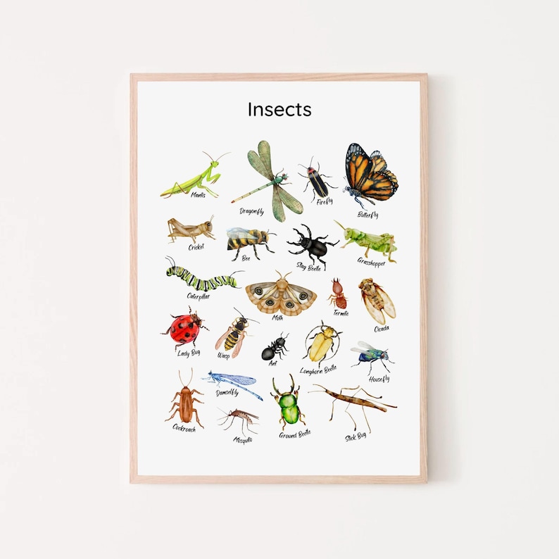 Insects Educational Posters Bugs Chart Classroom Decor Montessori ...