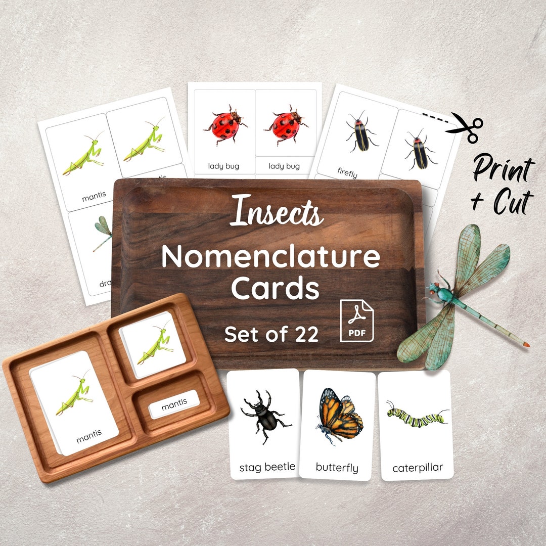 Insects Nomenclature Cards Set of 22, Montessori 3 Part Cards, Bugs ...