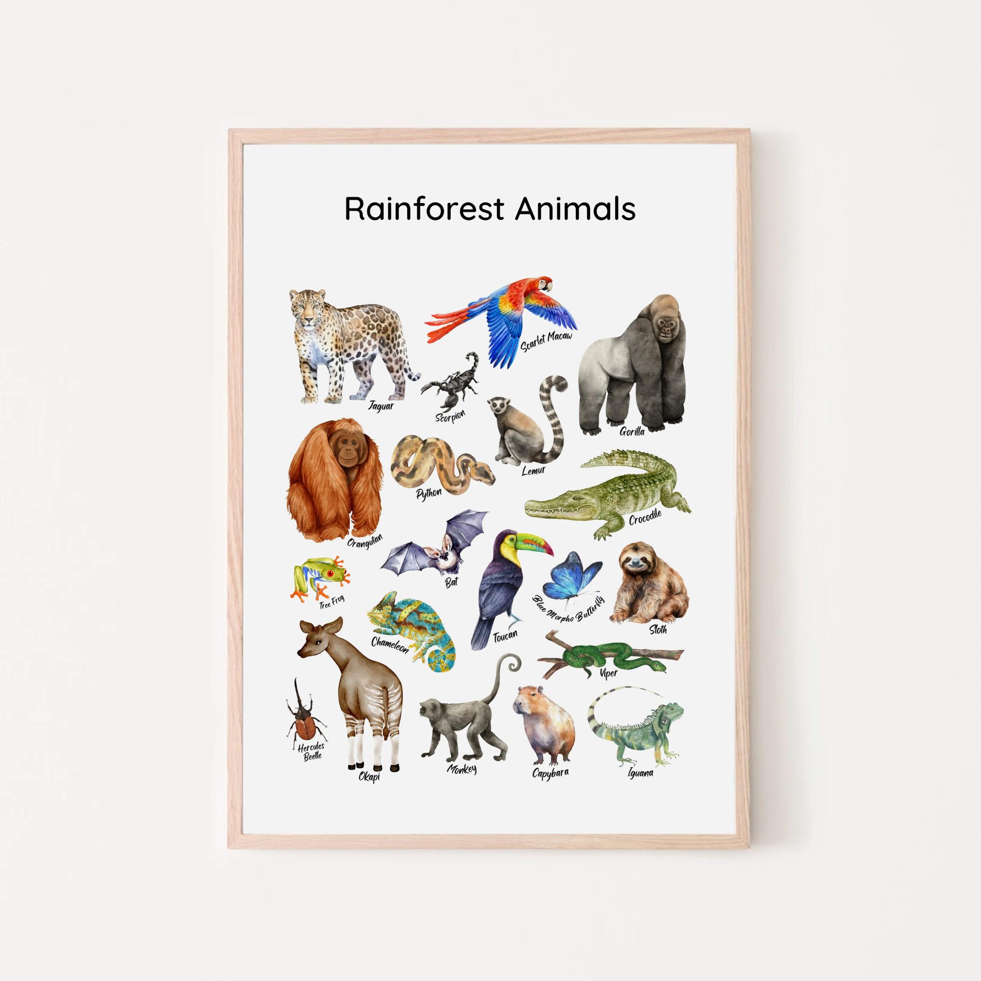 Rainforest Animals Poster Jungle Animal Chart Educational Classroom ...