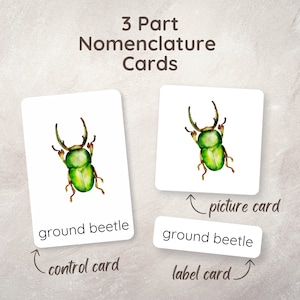 Insects Nomenclature Cards Set of 22, Montessori 3 Part Cards, Bugs ...