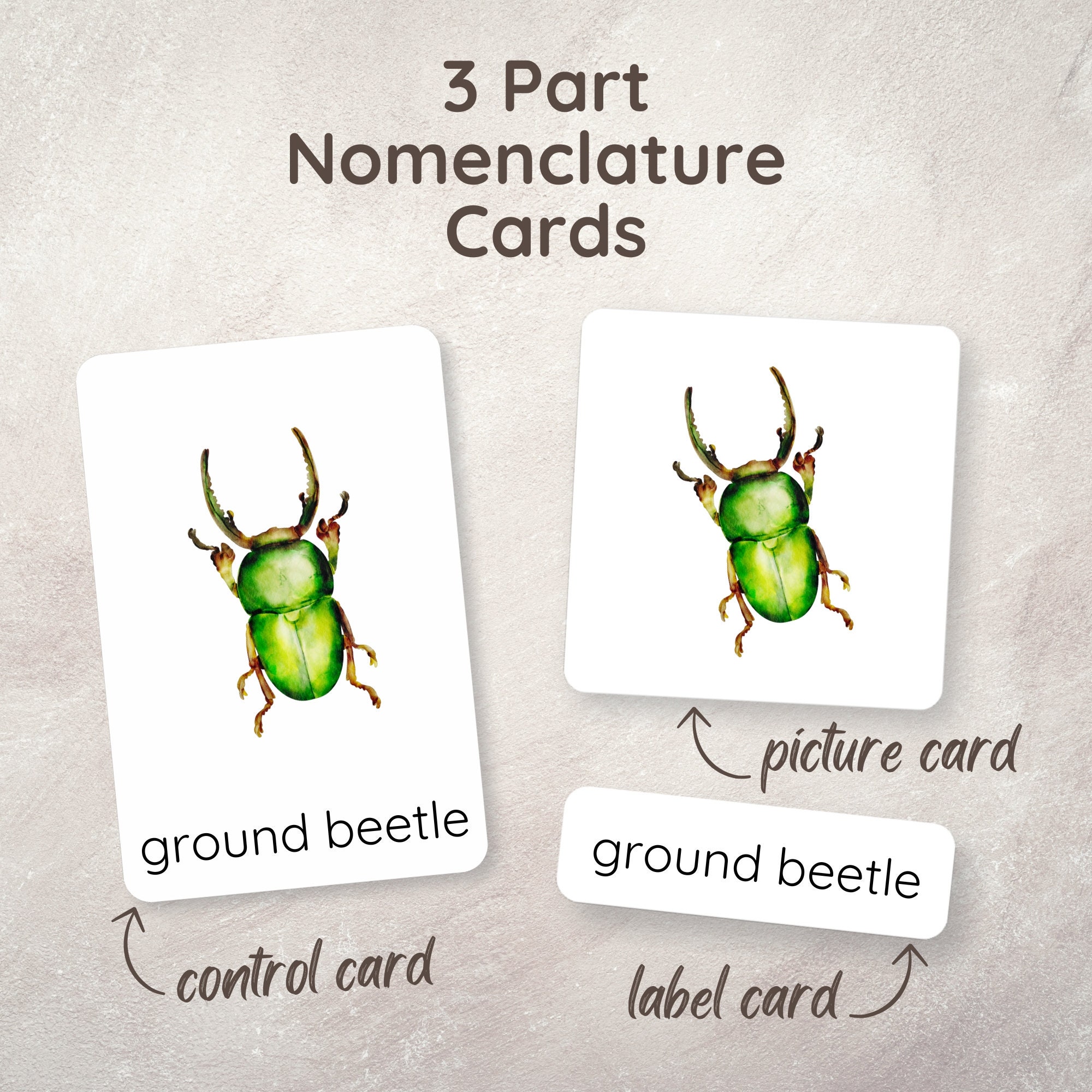 Insects Nomenclature Cards Set of 22, Montessori 3 Part Cards, Bugs ...