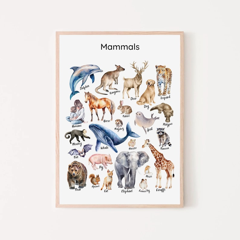 Mammals Educational Poster Animal Chart Montessori Classroom Decor ...