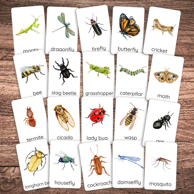 Insects Nomenclature Cards Set of 22, Montessori 3 Part Cards, Bugs ...