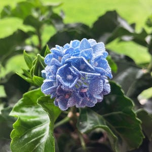 Hydrangea Crochet Pattern - Etsy