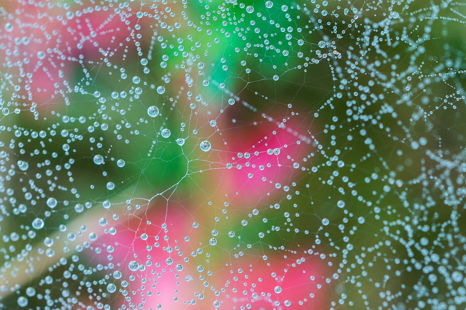 Macro Shot of A Dew Drops on Spider Web, Water Drops, Nature Shot ...