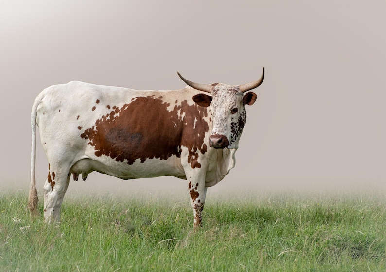 Cow, Digital Wall Art, Neutral Background, Nguni Cow, Zulu Culture ...