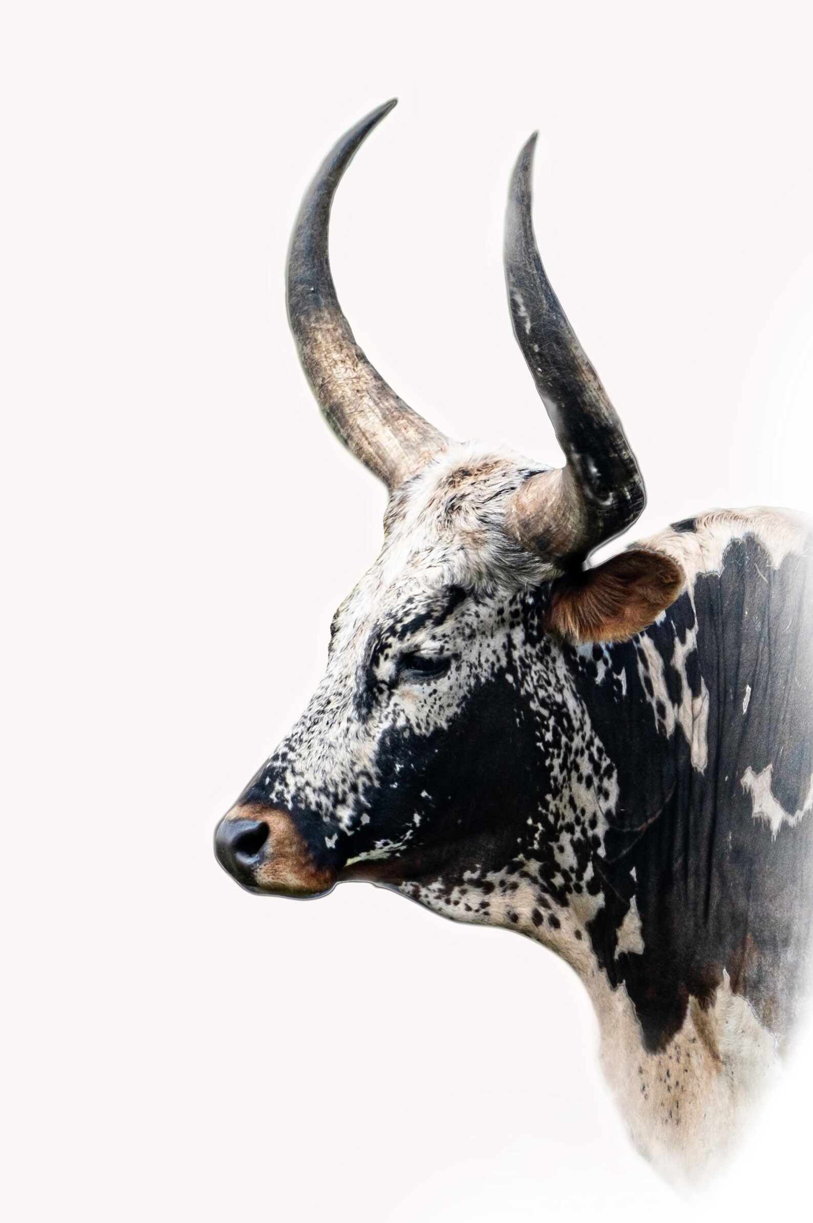 Digital Wall Art, Cow, Nguni Cow, Farm Animal, Printable Poster, Cow ...