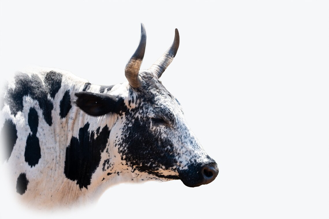 Cow, Digital Wall Art, White Background, Nguni Cow, Zulu Culture, Print ...