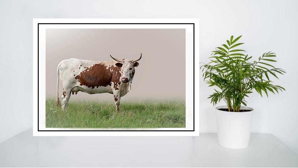 Cow, Digital Wall Art, Neutral Background, Nguni Cow, Zulu Culture ...