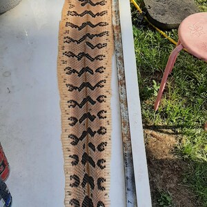 Timber Rattlesnake Skin Covered Leather Belt . Upto 44 - Etsy