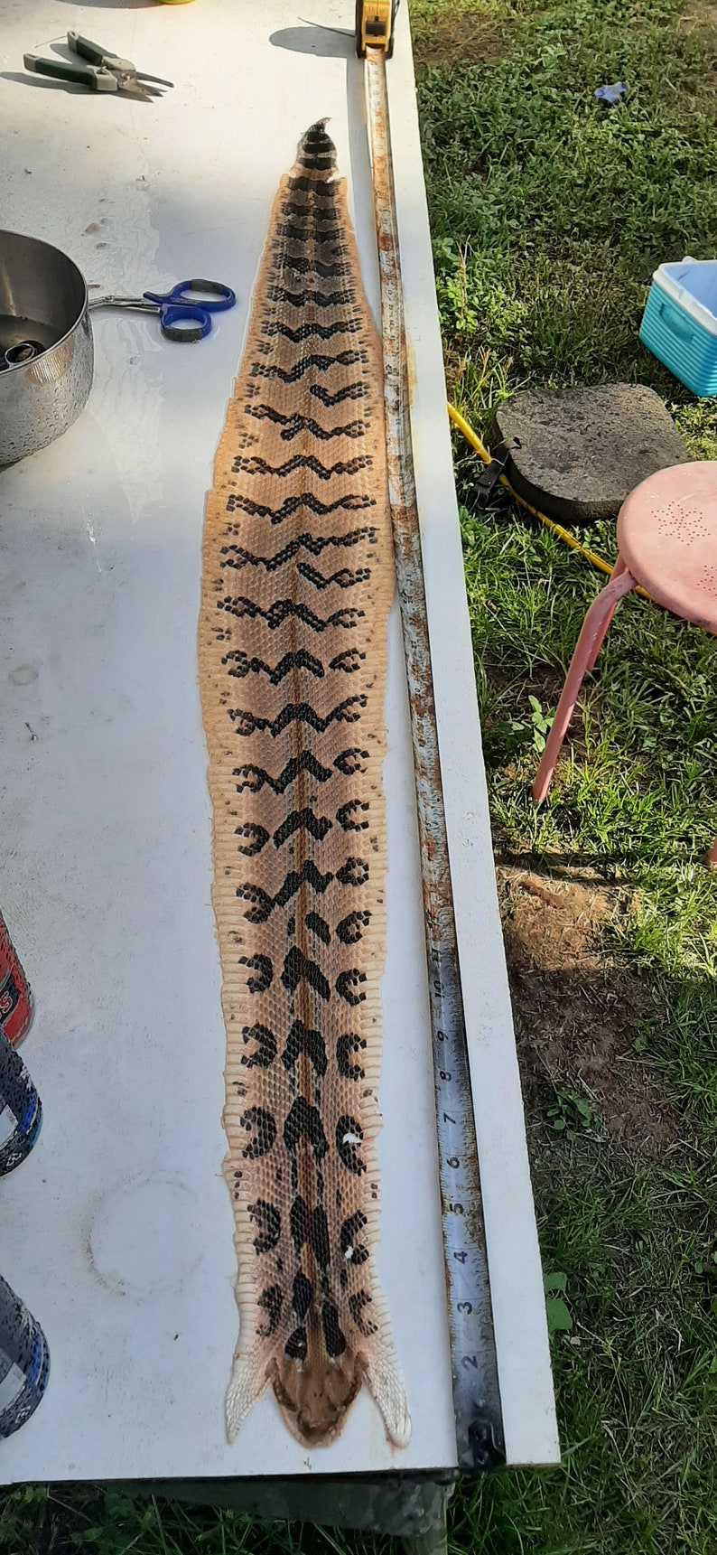 Timber Rattlesnake Skin Covered Leather Belt . Upto 44 - Etsy