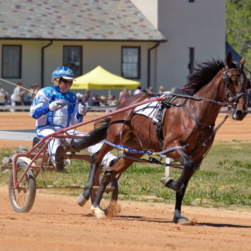 Horse Racing Fabric - Etsy UK
