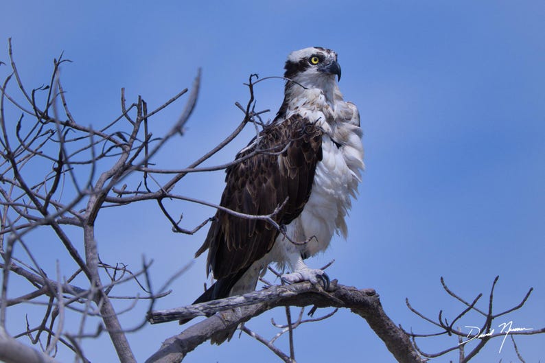 The Osprey's Watchful Eye - Paper, Canvas, Metal, Acrylic Wall Art - Etsy