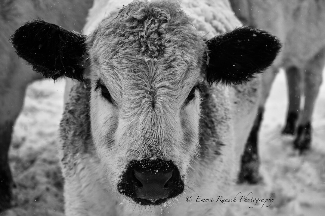 Printable Cow Photo, Winter, Landscape, Instant Digital Download, Print ...