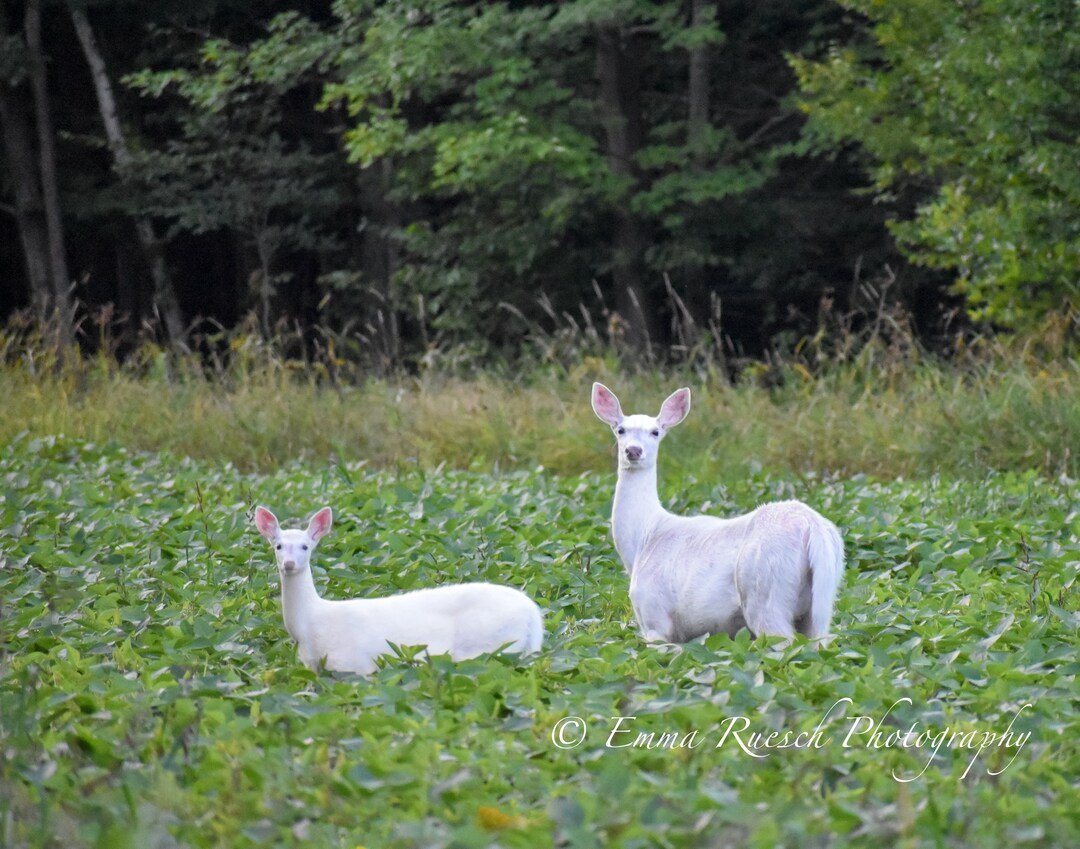 Printable Albino Doe and Fawn Portrait, Instant Digital Download ...
