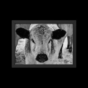 Printable Cow Photo, Winter, Landscape, Instant Digital Download, Print ...