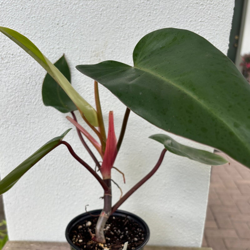 Red Emerald Plant - Etsy