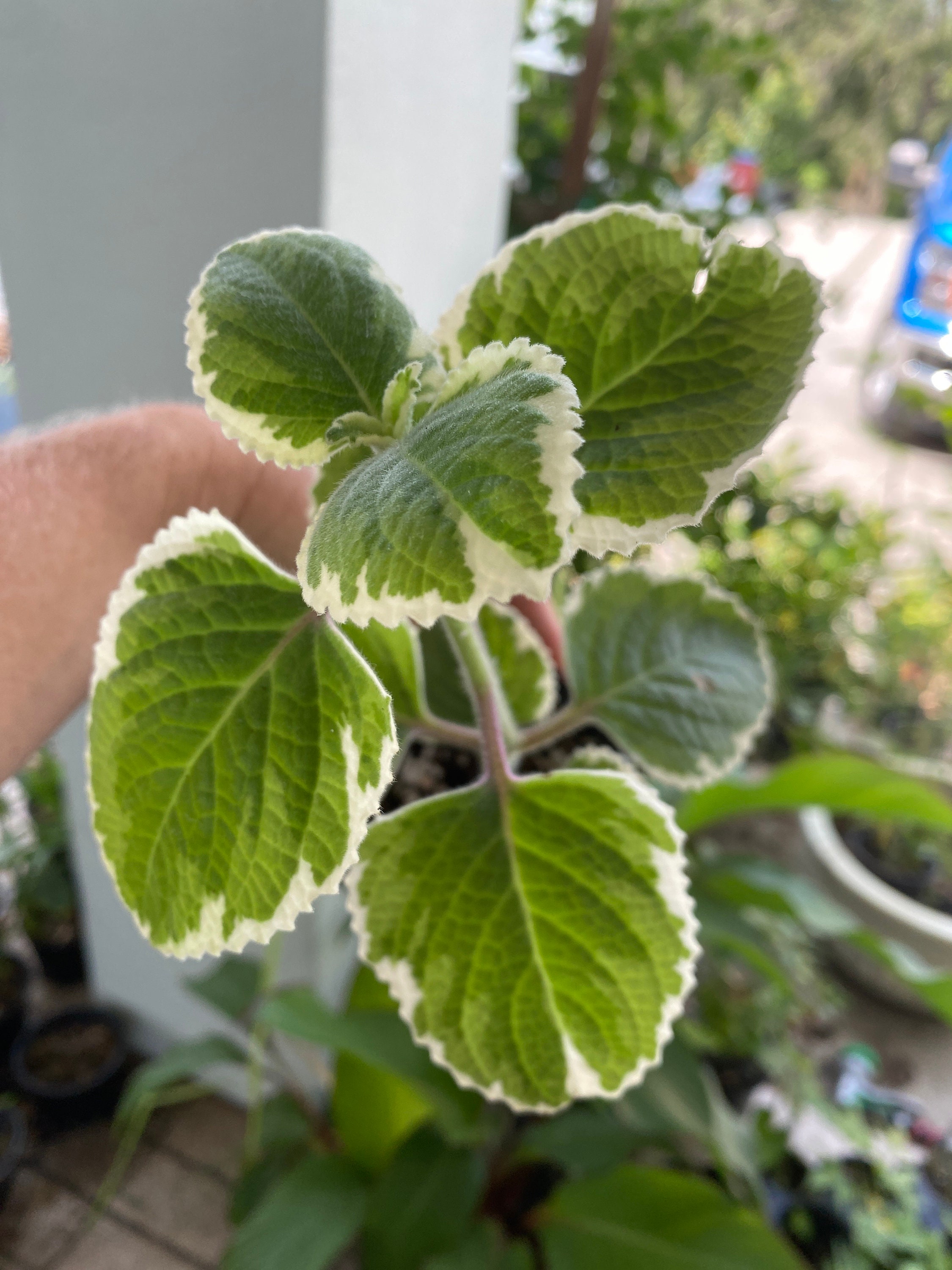 Cuban Oregano Variegated Live Plant Organic - Etsy