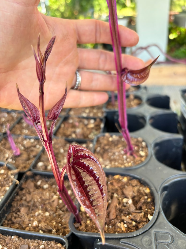 Live Plant Ube Organic / Filipino Purple Yam - Etsy