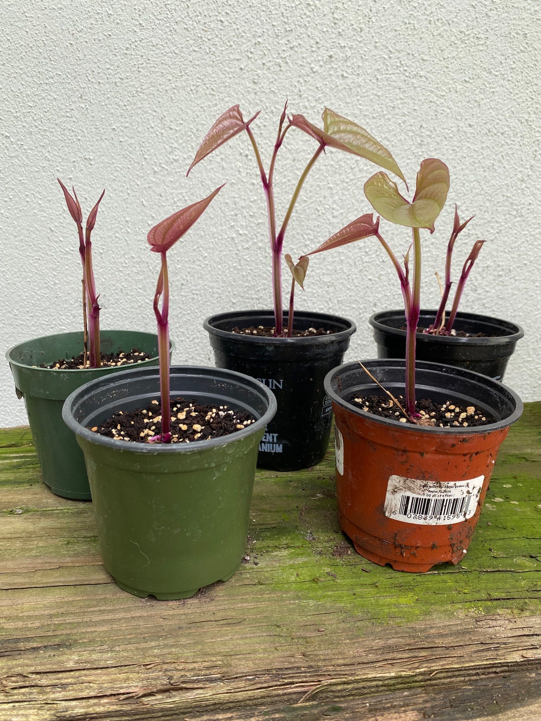 Ube Plant / Filipino Purple Yam Live Plant - Etsy