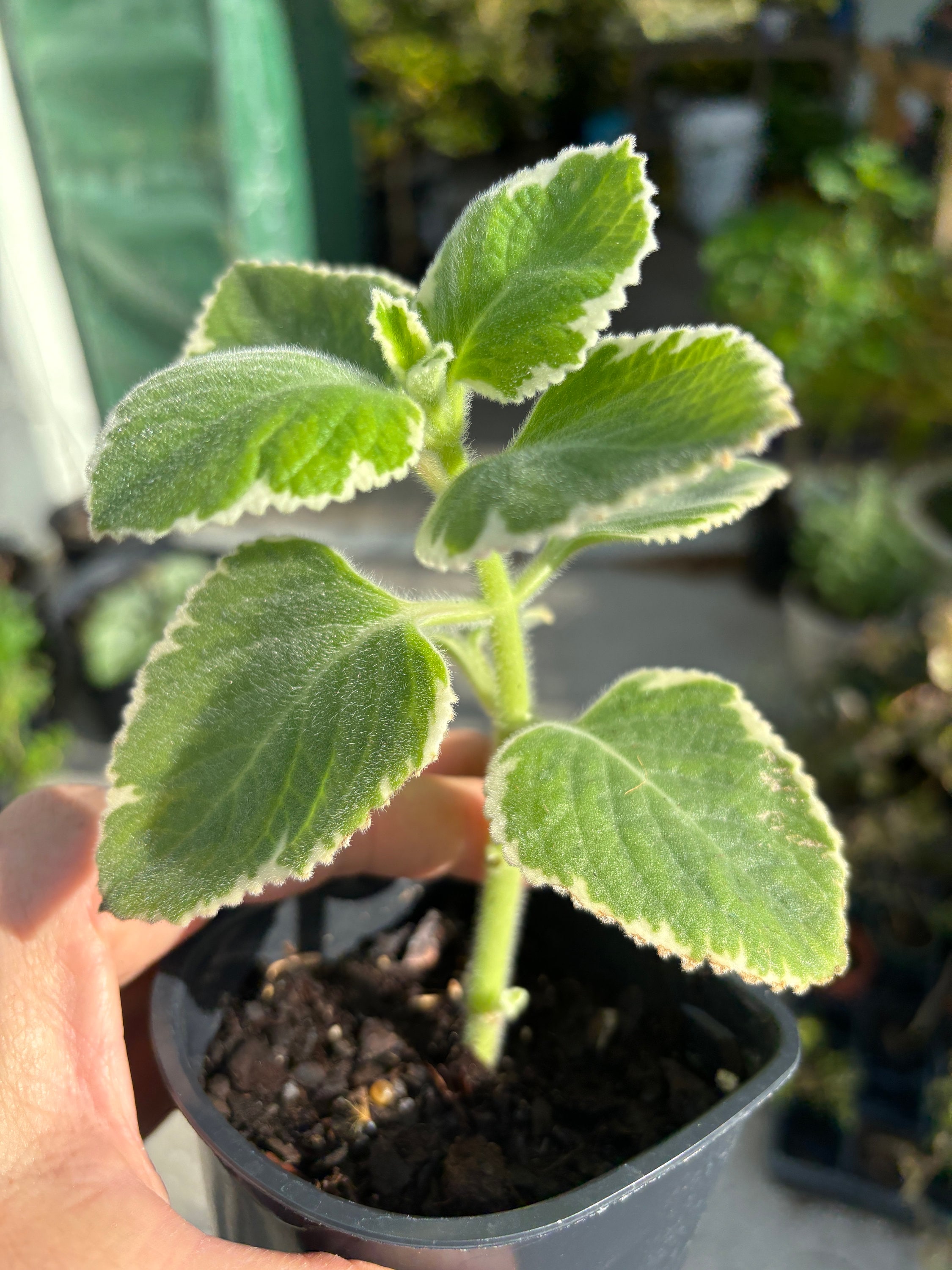 Cuban Oregano Variegated Live Plant Organic - Etsy