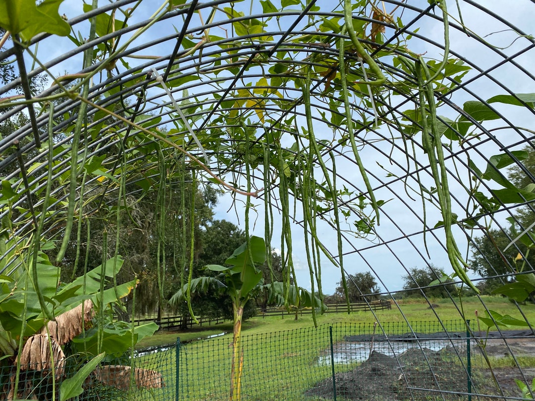 Seeds - Asian Green Python Beans - Etsy