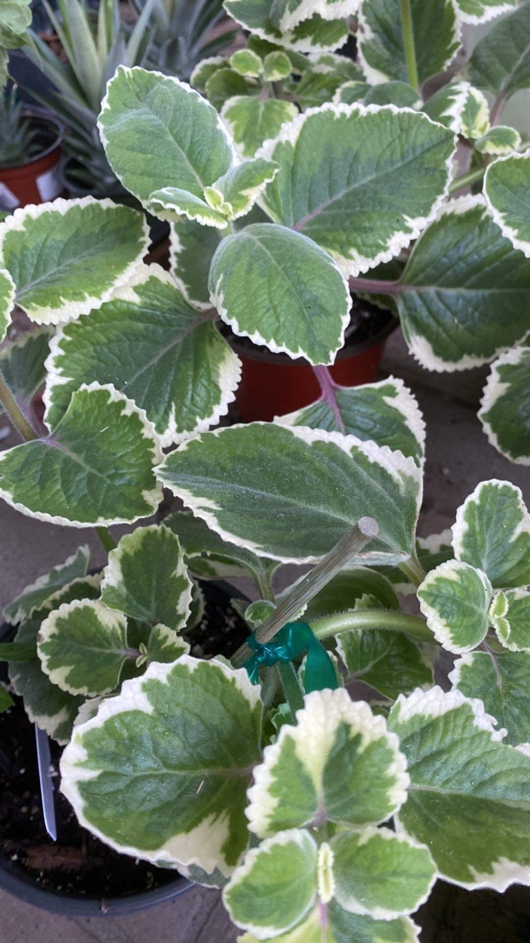Cuban Oregano Variegated - Live Plant Organic - Etsy
