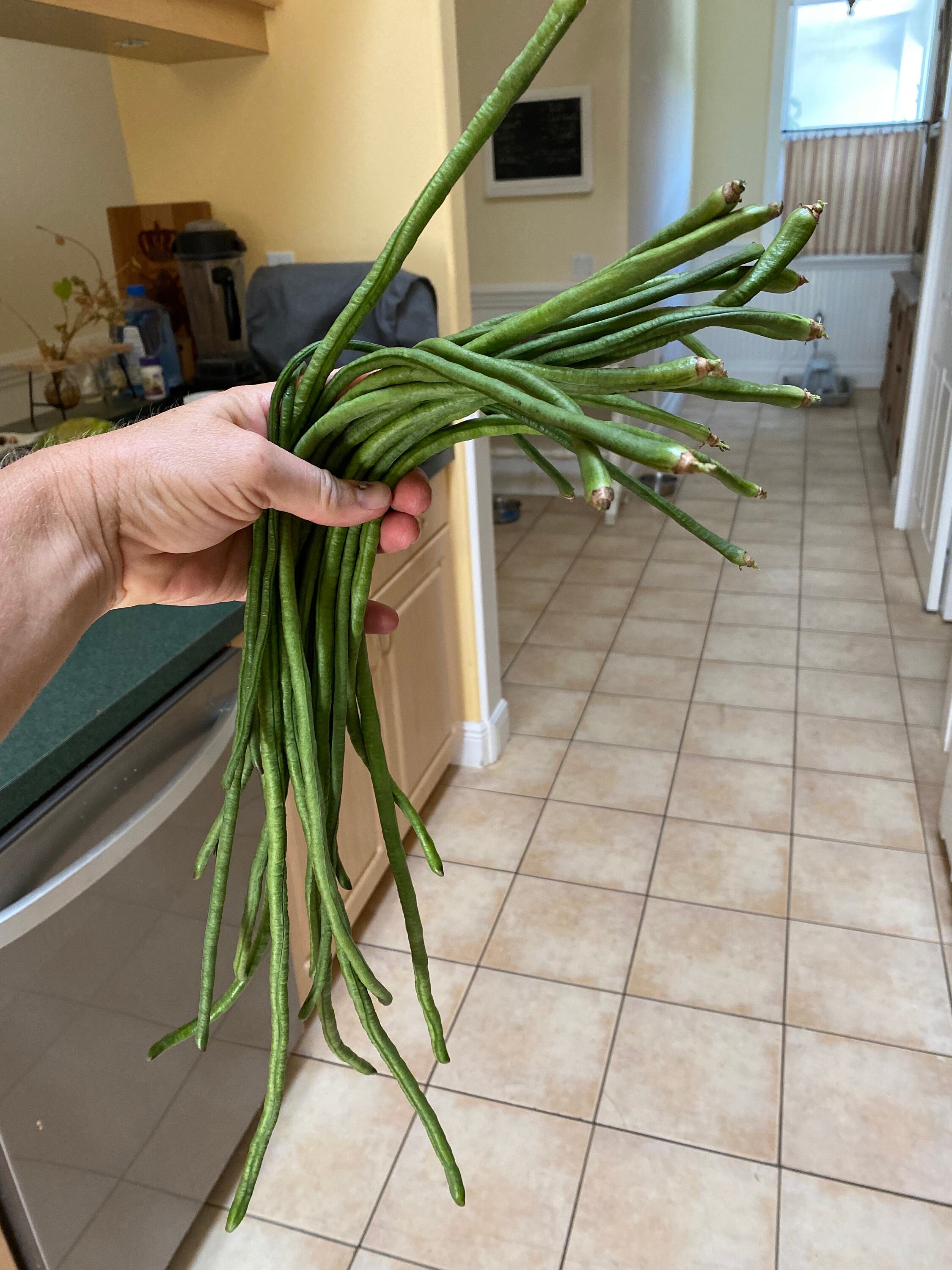 Seeds Asian Green Python Beans - Etsy