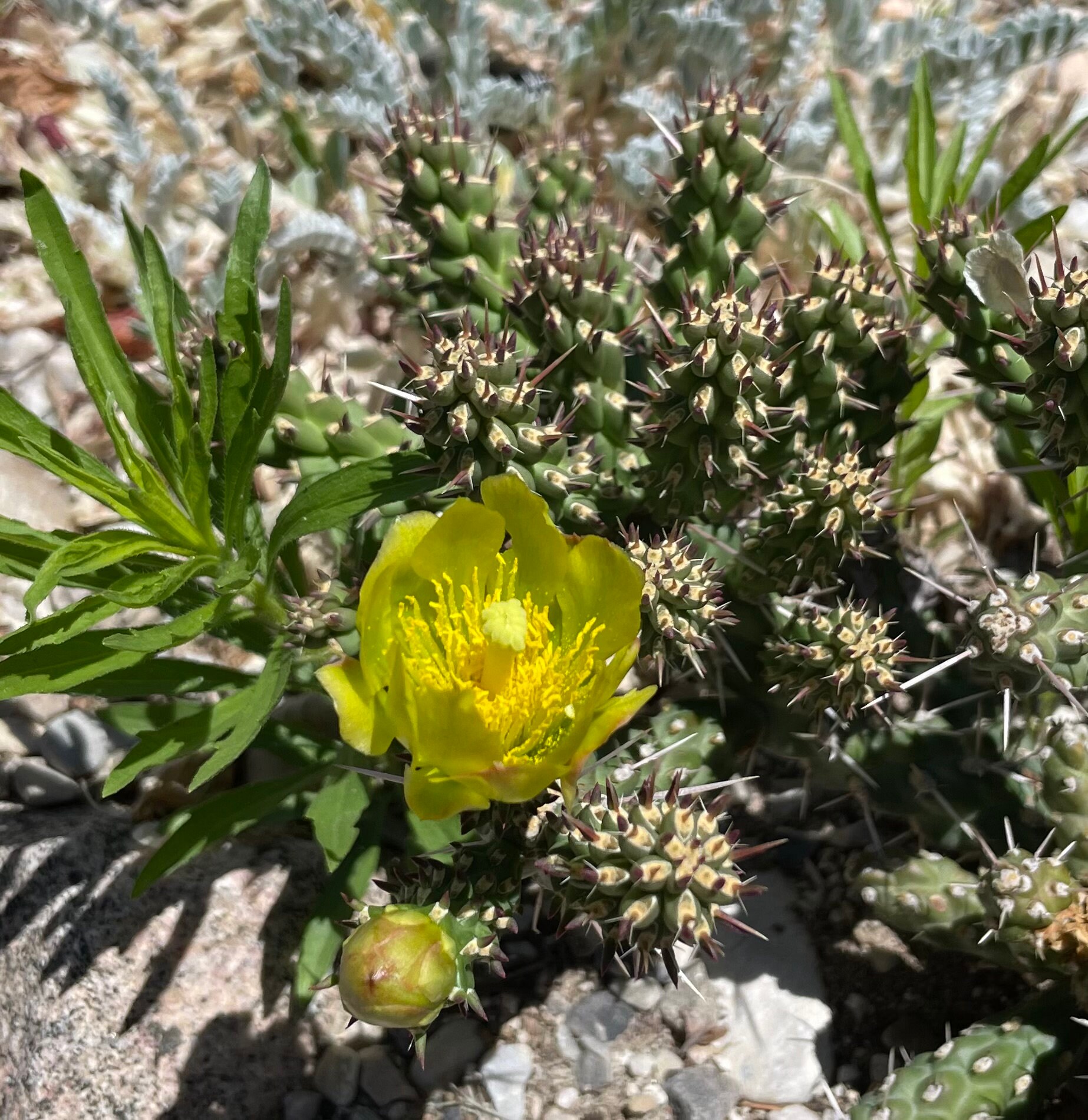 CY01: Whipple Cholla Cold Hardy Cactus Cutting Cylindropuntia Whipplei ...