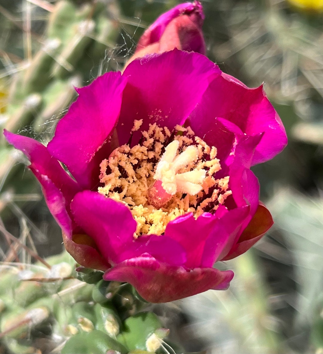 CY02: Tree Cholla Cold Hardy Cactus Cutting Cylindropuntia Imbricata - Etsy