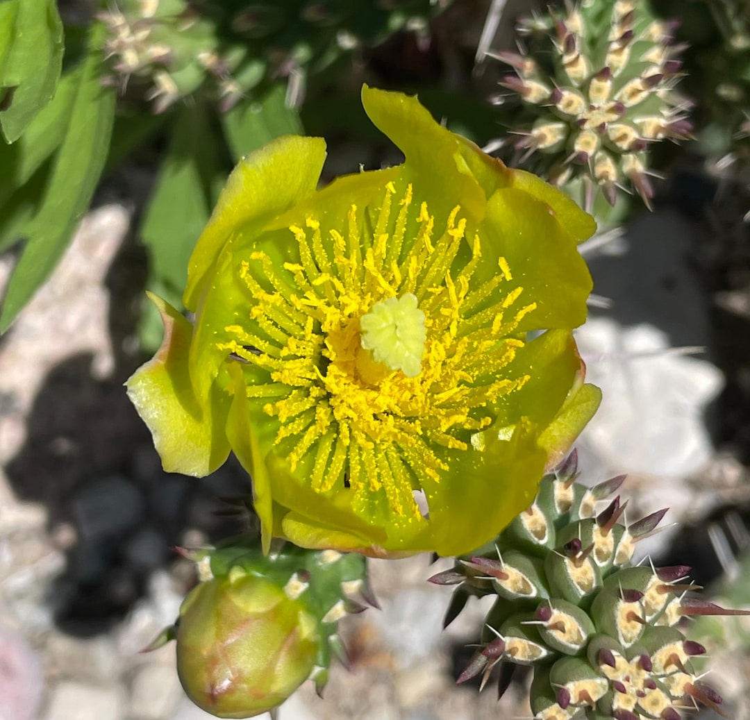 CY01: Whipple Cholla Cold Hardy Cactus Cutting Cylindropuntia - Etsy