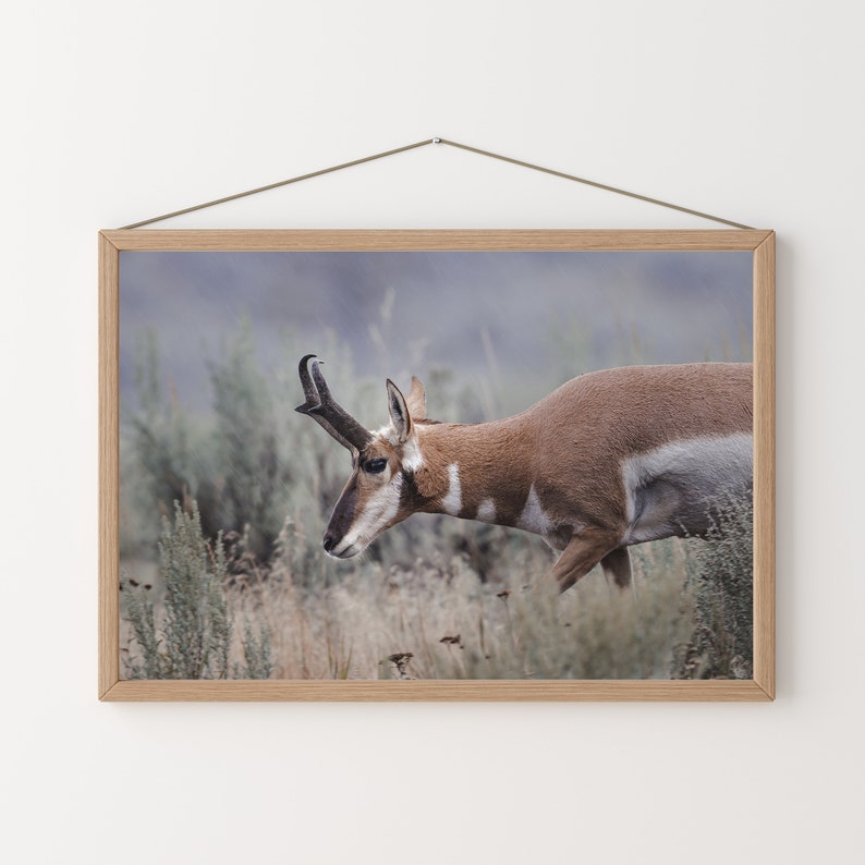 American Antelope Wall Art, Rainy Day, Wildlife Photography, Western ...